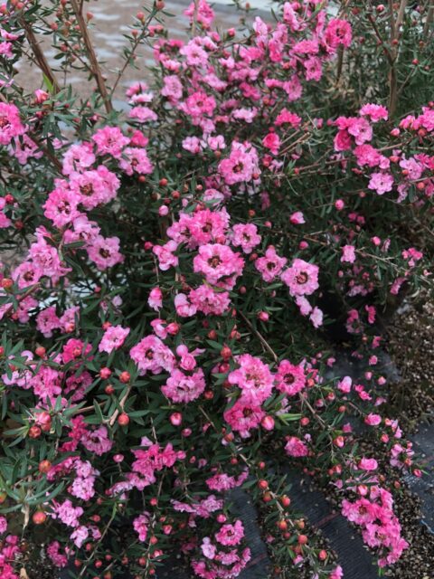 Leptospermum Coral Candy - Pépinières Rogalski